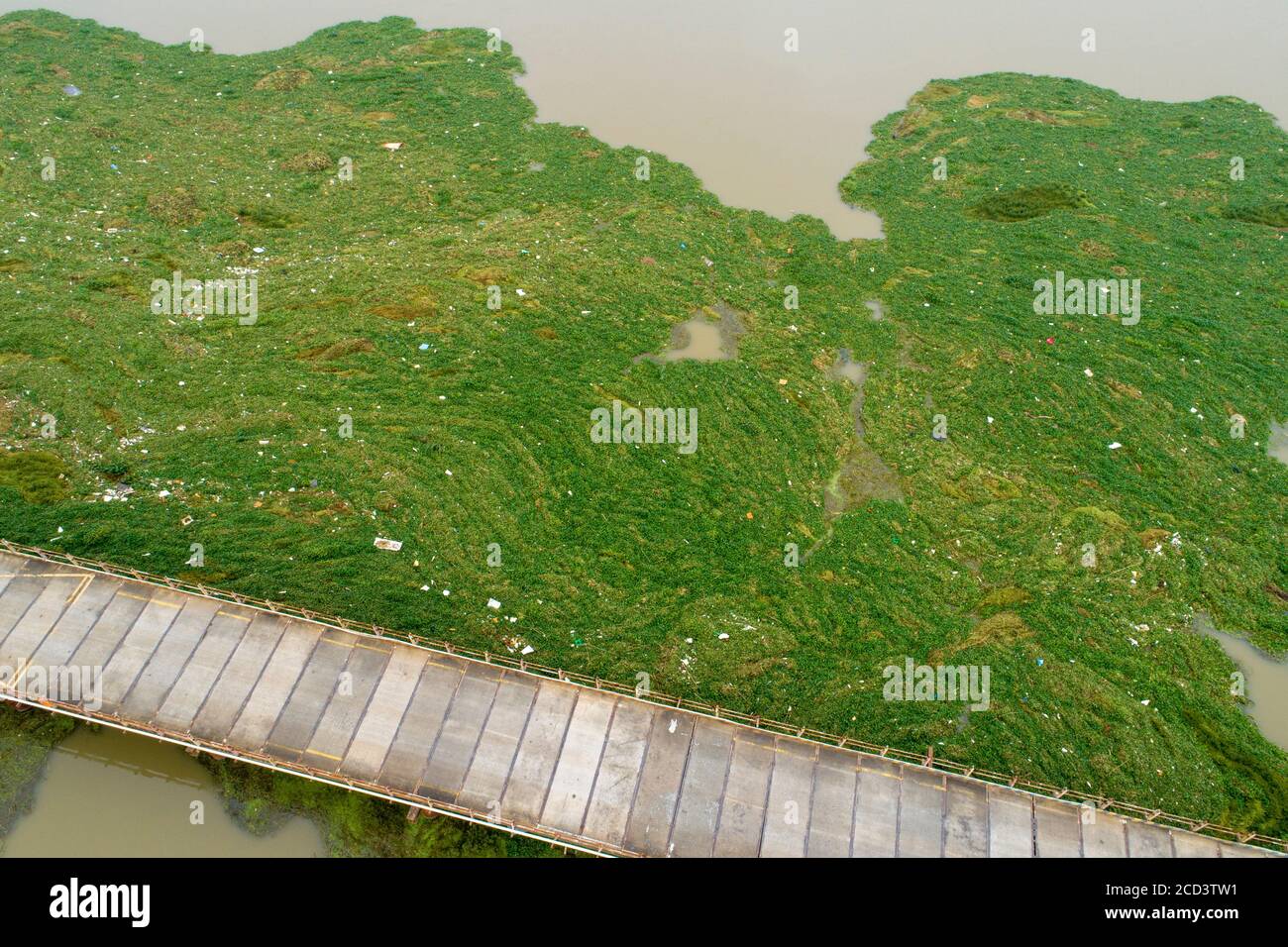Aerial view of the water hyacinth flowed to Han River by the flood and ...