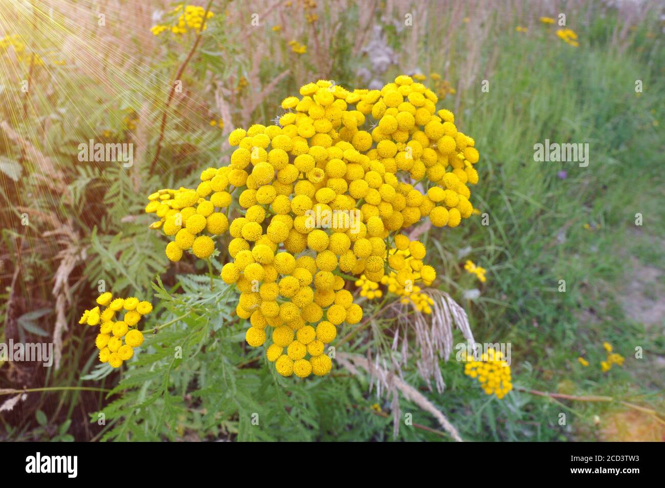 Yellow flowers of tansy hi-res stock photography and images - Alamy