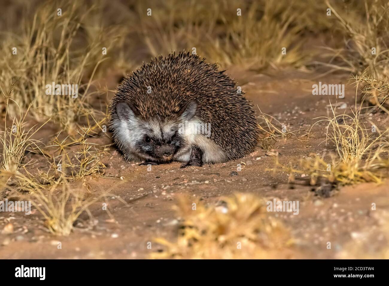 Dark morph Desert Hedgehog (Paraechinus aethiopicus) syanding on sandy ...