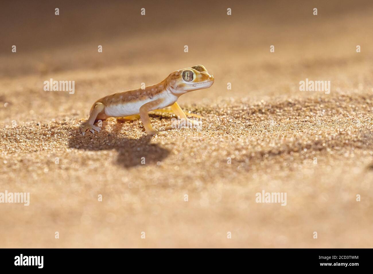 Western dwarf gecko hi-res stock photography and images - Alamy