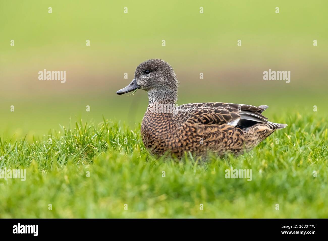 Adult female Falcated Duck (Mareca falcata) walking in polders in ...
