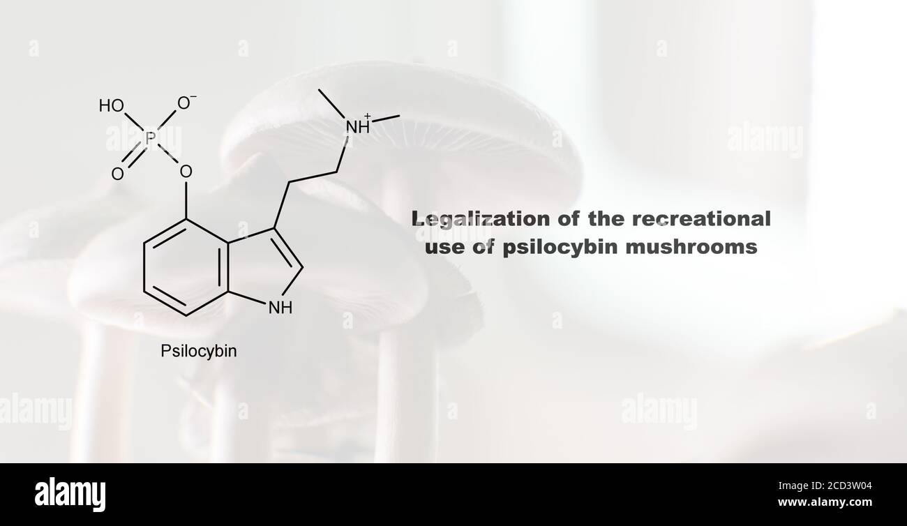 Legalization of the recreational use of psilocybin mushrooms ...