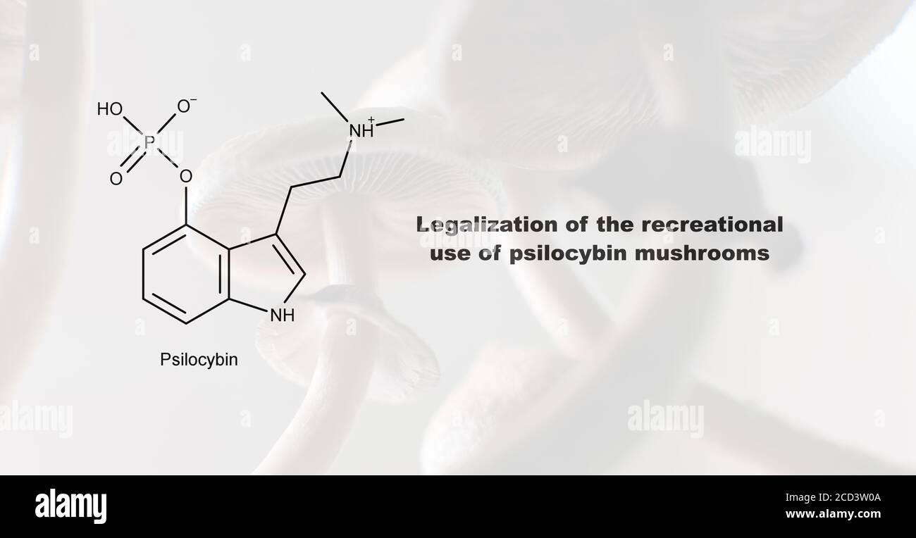 Legalization of the recreational use of psilocybin mushrooms ...