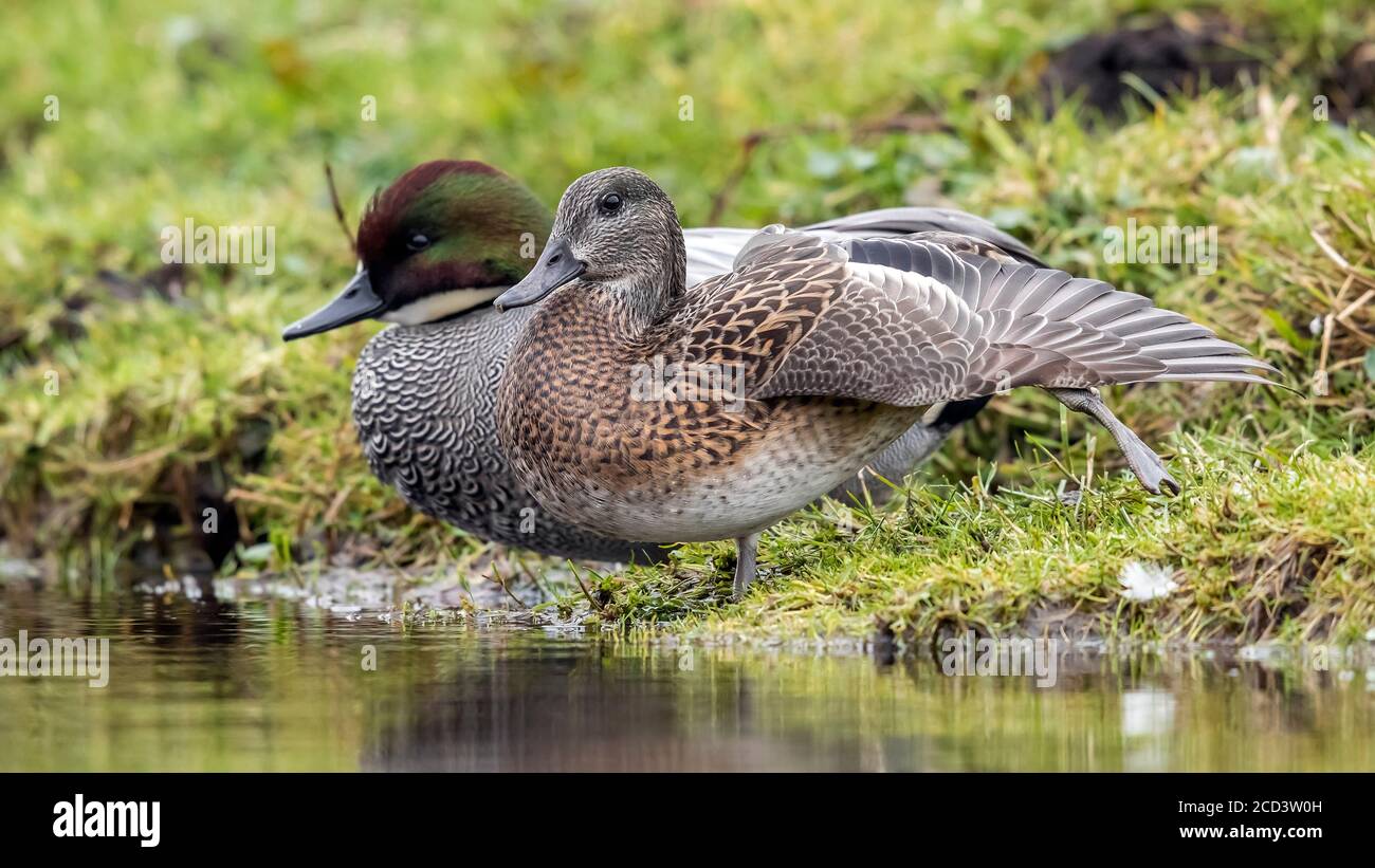 Mareca falcata hi-res stock photography and images - Alamy