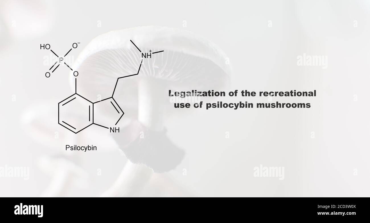 Legalization of the recreational use of psilocybin mushrooms ...