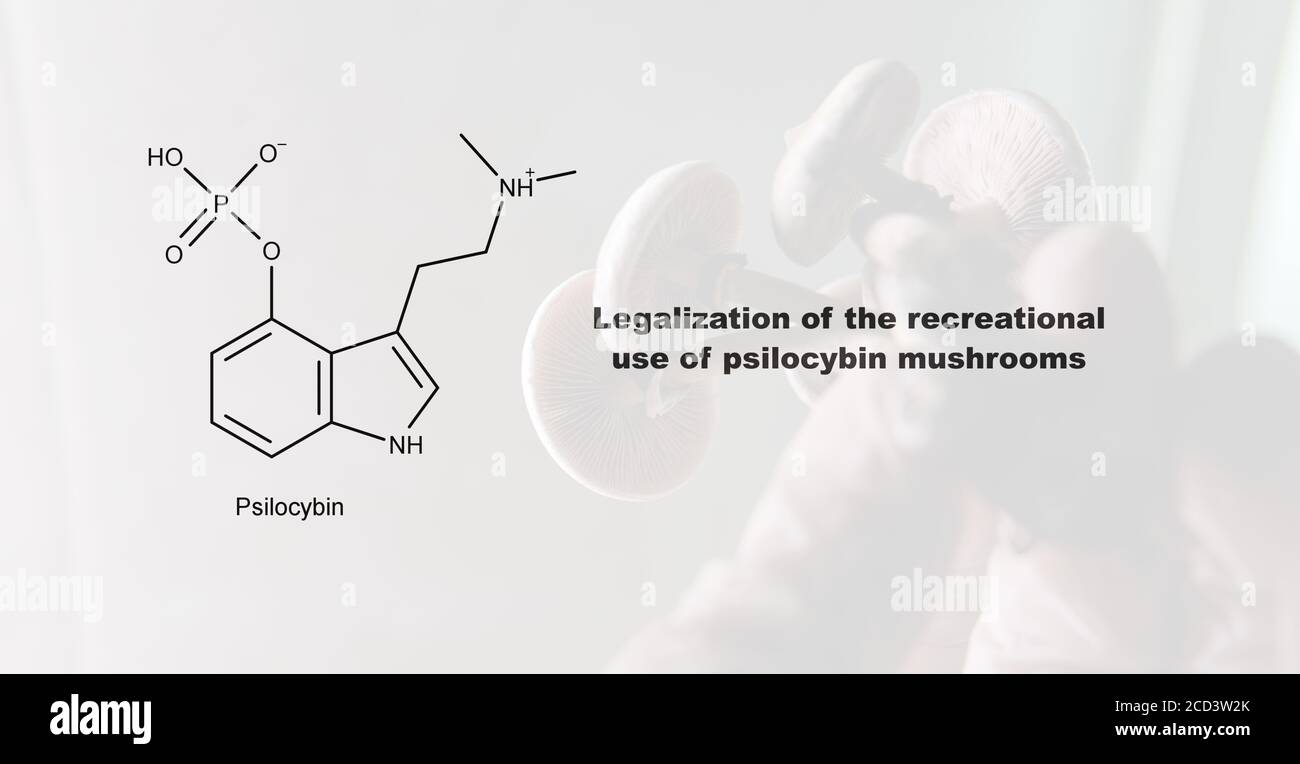Legalization of the recreational use of psilocybin mushrooms ...