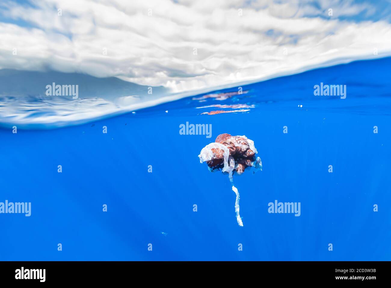 Sperm whale giant squid hi-res stock photography and images - Alamy