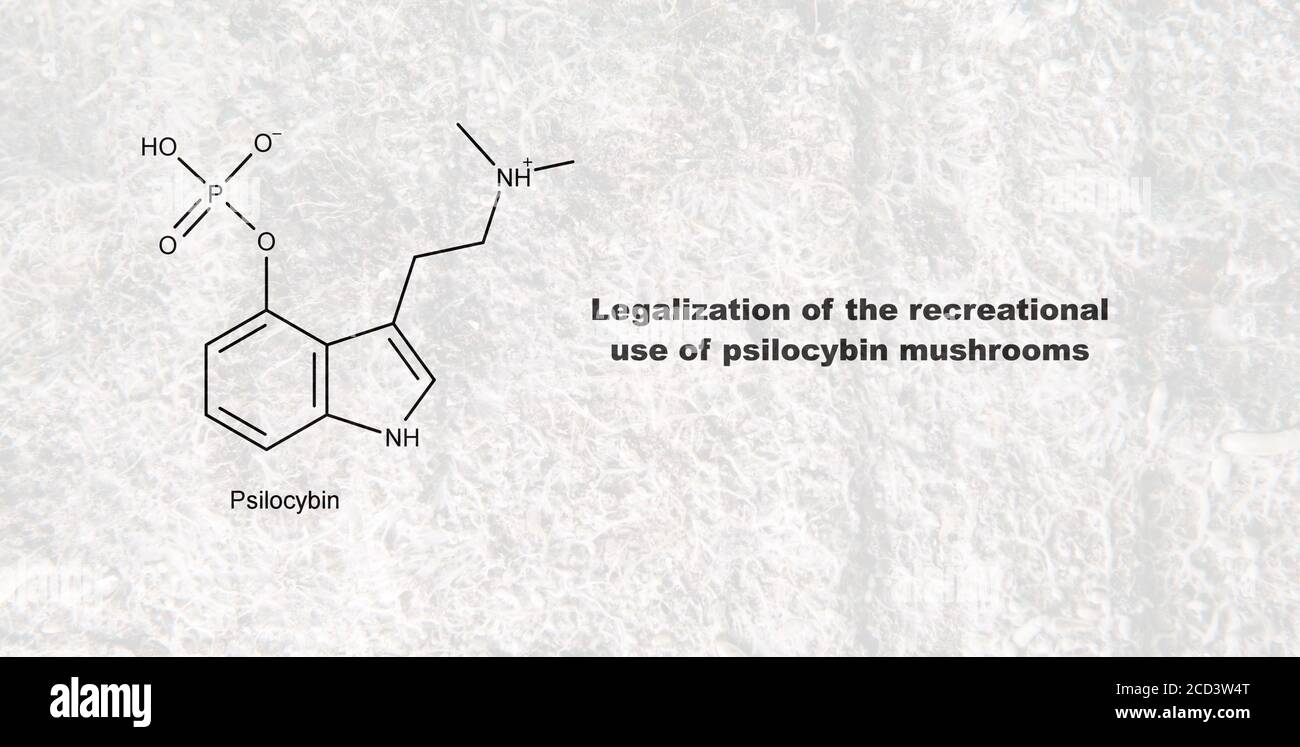 Legalization of the recreational use of psilocybin mushrooms ...