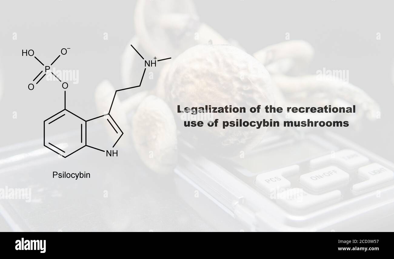 Legalization of the recreational use of psilocybin mushrooms ...