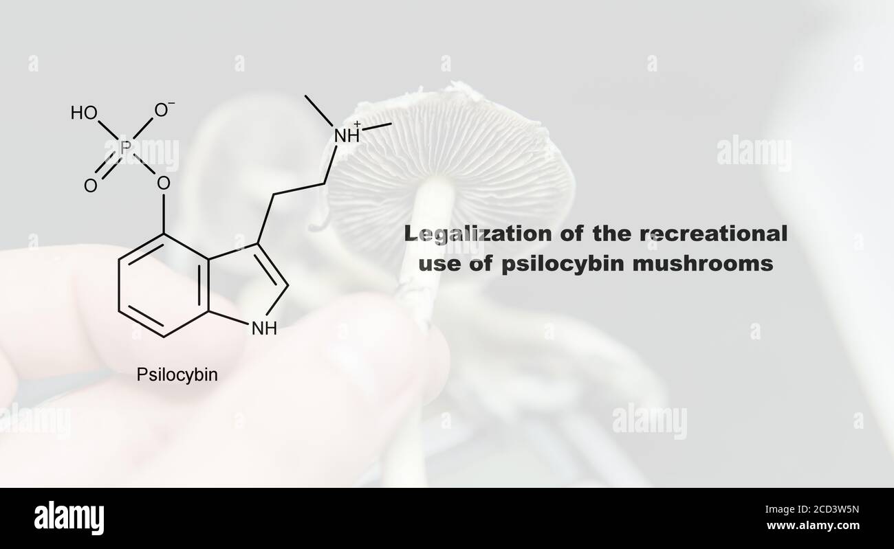 Legalization of the recreational use of psilocybin mushrooms ...