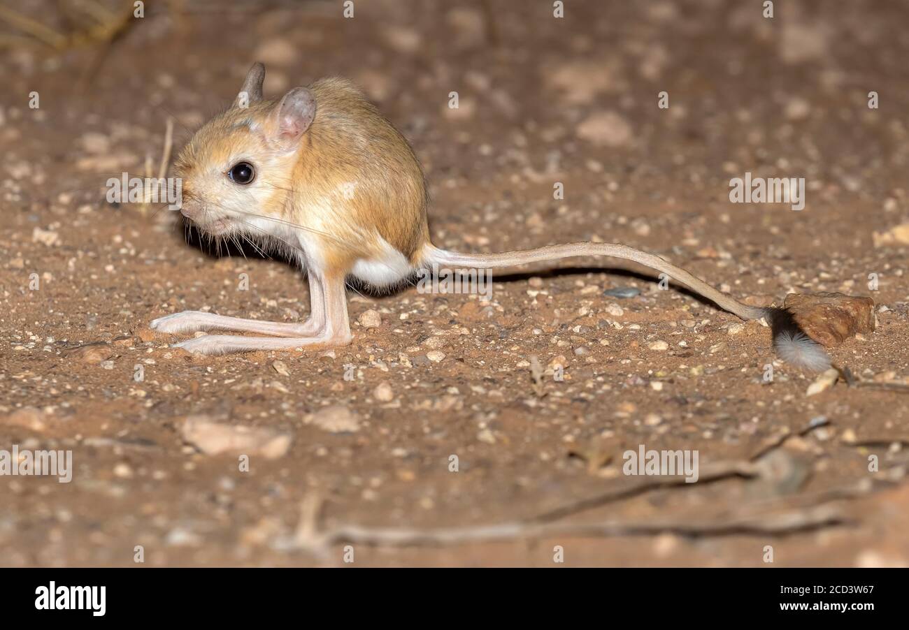 Jerboa egyptian hi-res stock photography and images - Alamy
