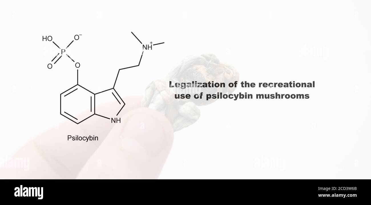 Legalization of the recreational use of psilocybin mushrooms ...