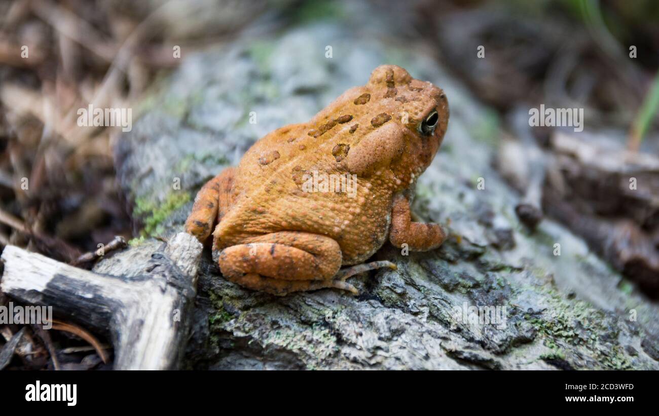 Frog skin close hi-res stock photography and images - Alamy