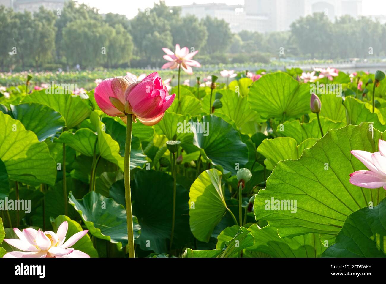 Twin lotus flowers hi-res stock photography and images - Alamy