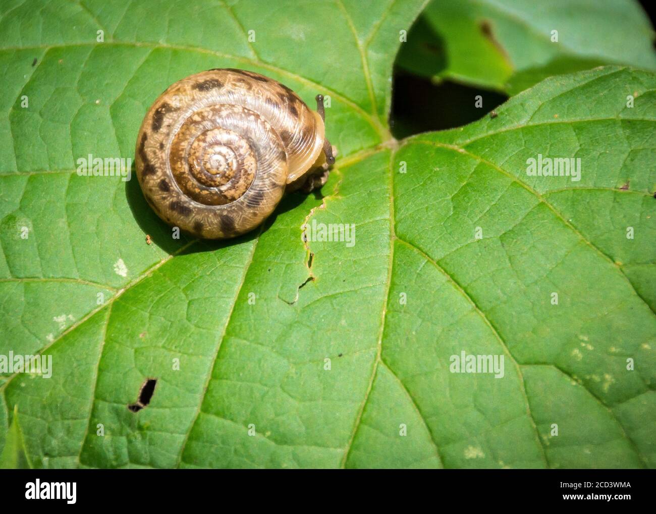 Two eyes poke from beneath a spiral shell as a small snail travels ...