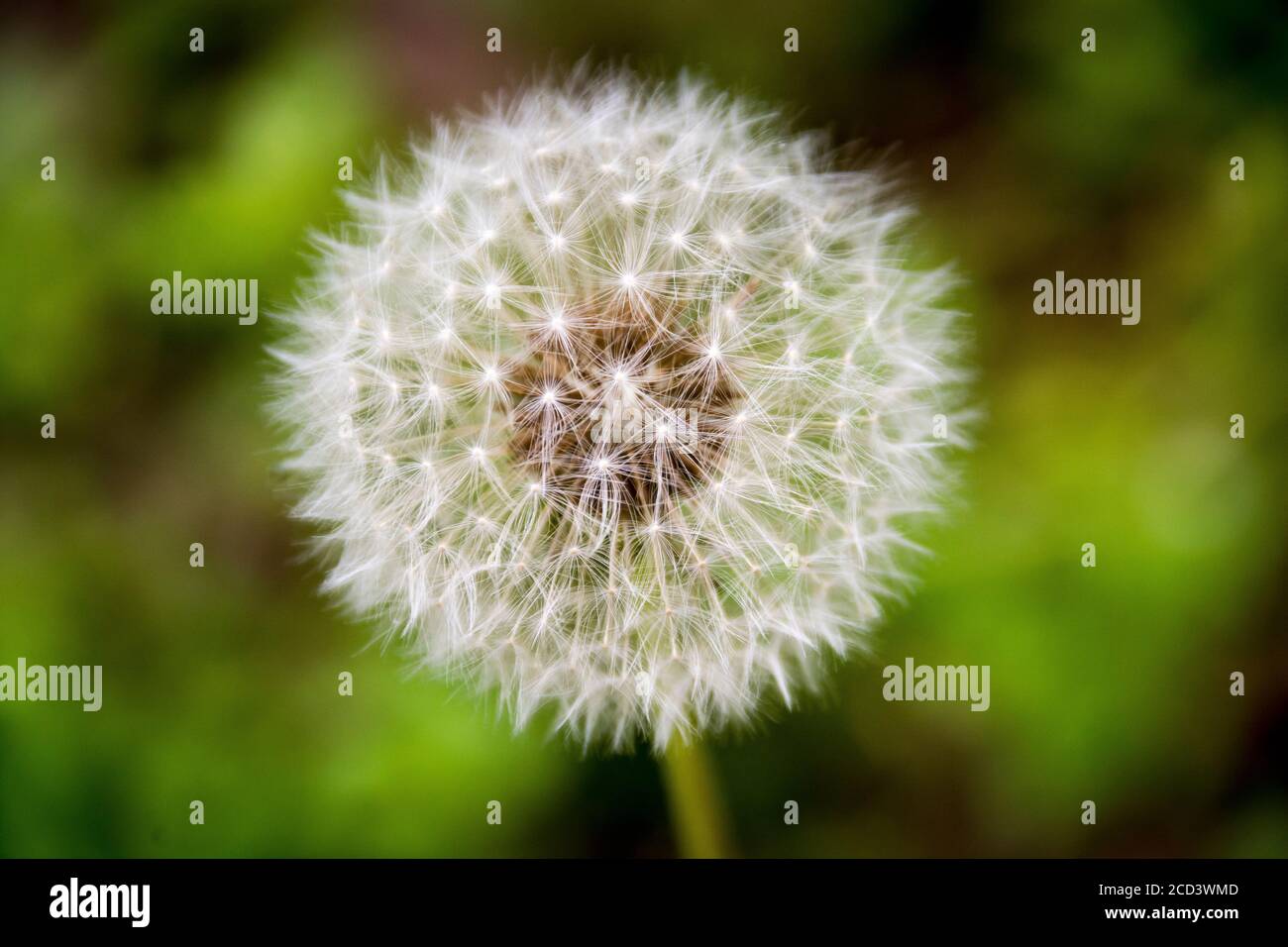 Weed seeds hi-res stock photography and images - Alamy