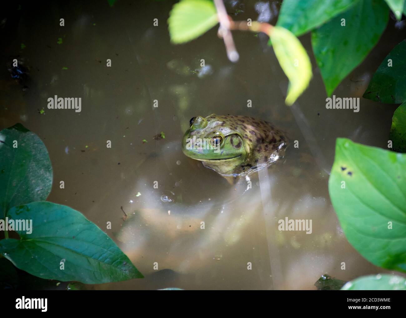 A green bullfrog with large eyes emerges from the water in a murky ...