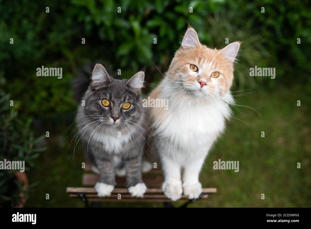 two young curious maine coon cats standing on wooden garden chair ...