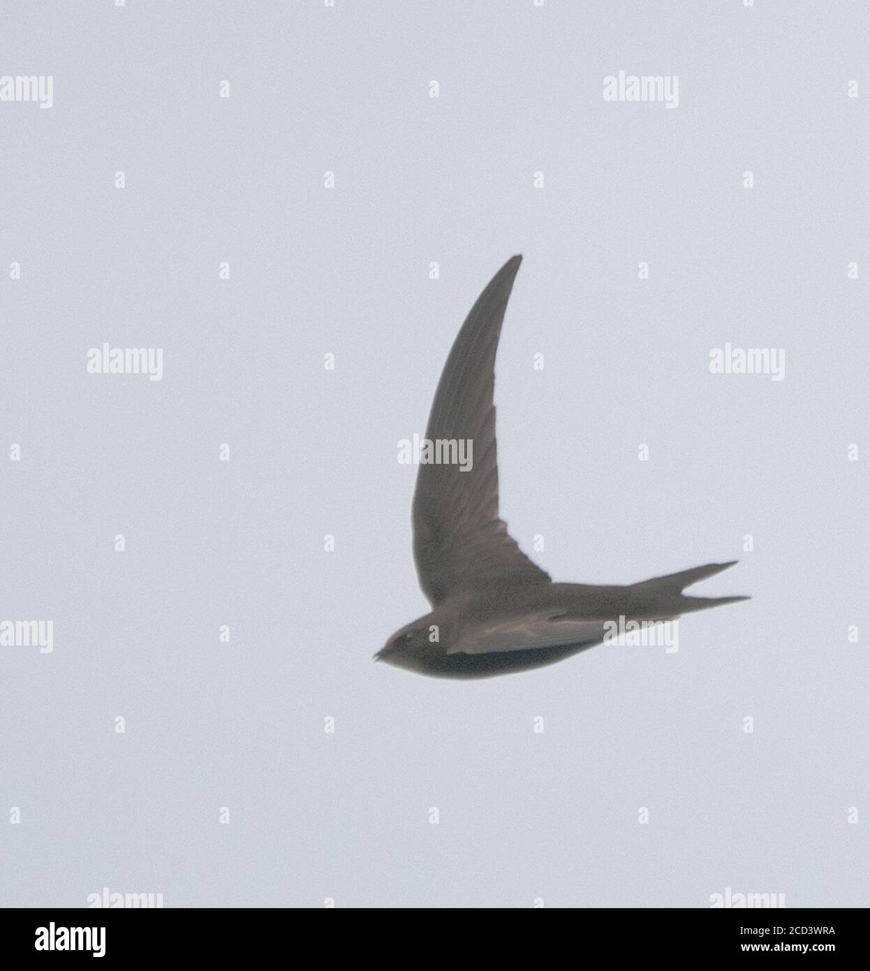 birds fling catching flies Stock Photo - Alamy