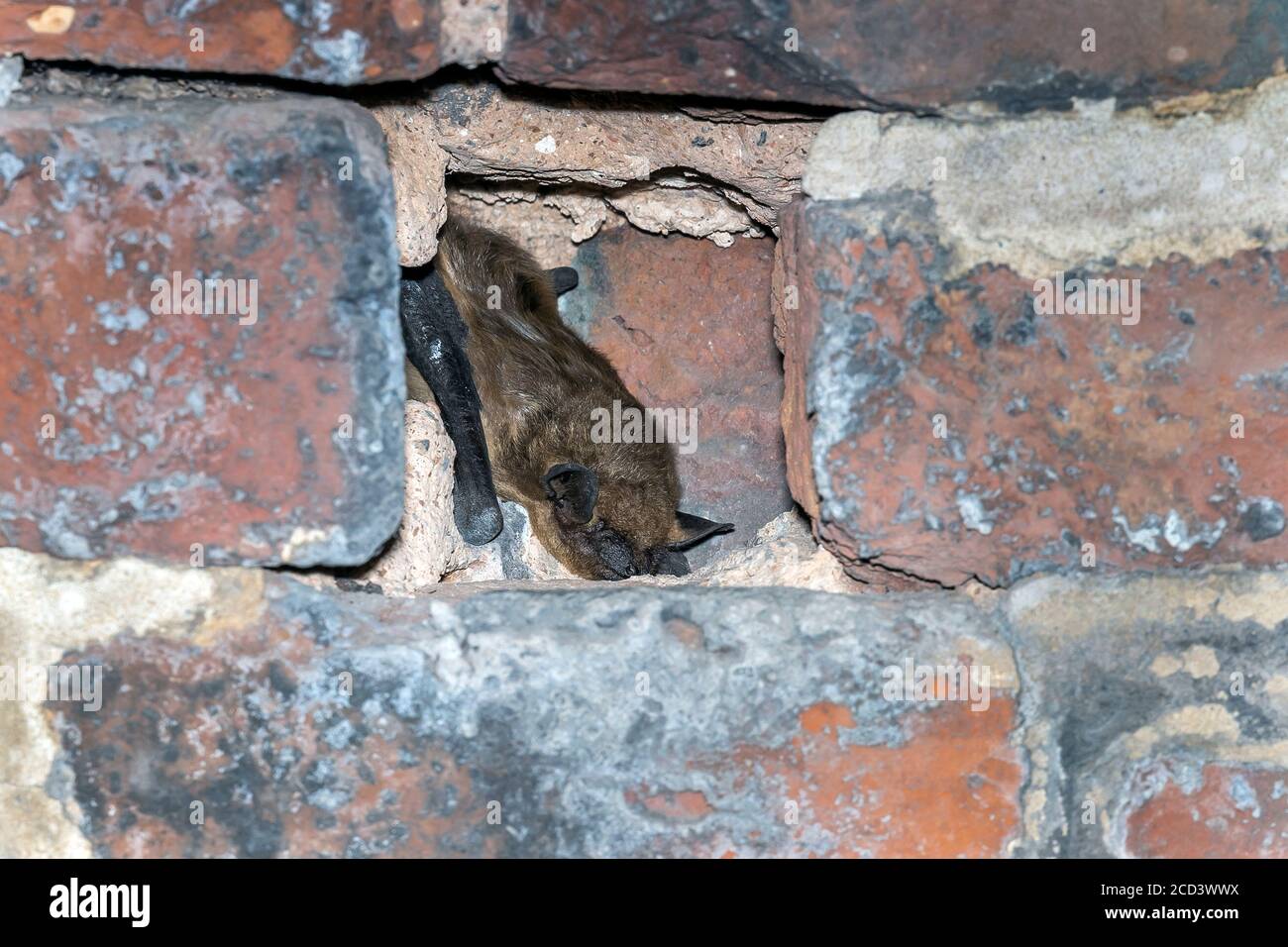 Serotine (Eptesicus serotinus) wintering in a cave near Houyet, Namur ...