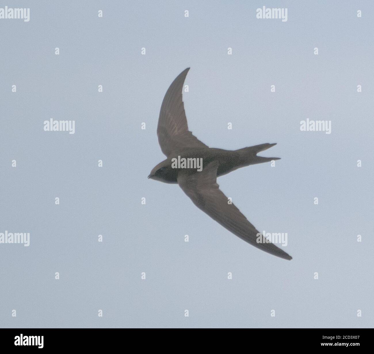 Catching fast flying birds hi-res stock photography and images - Alamy