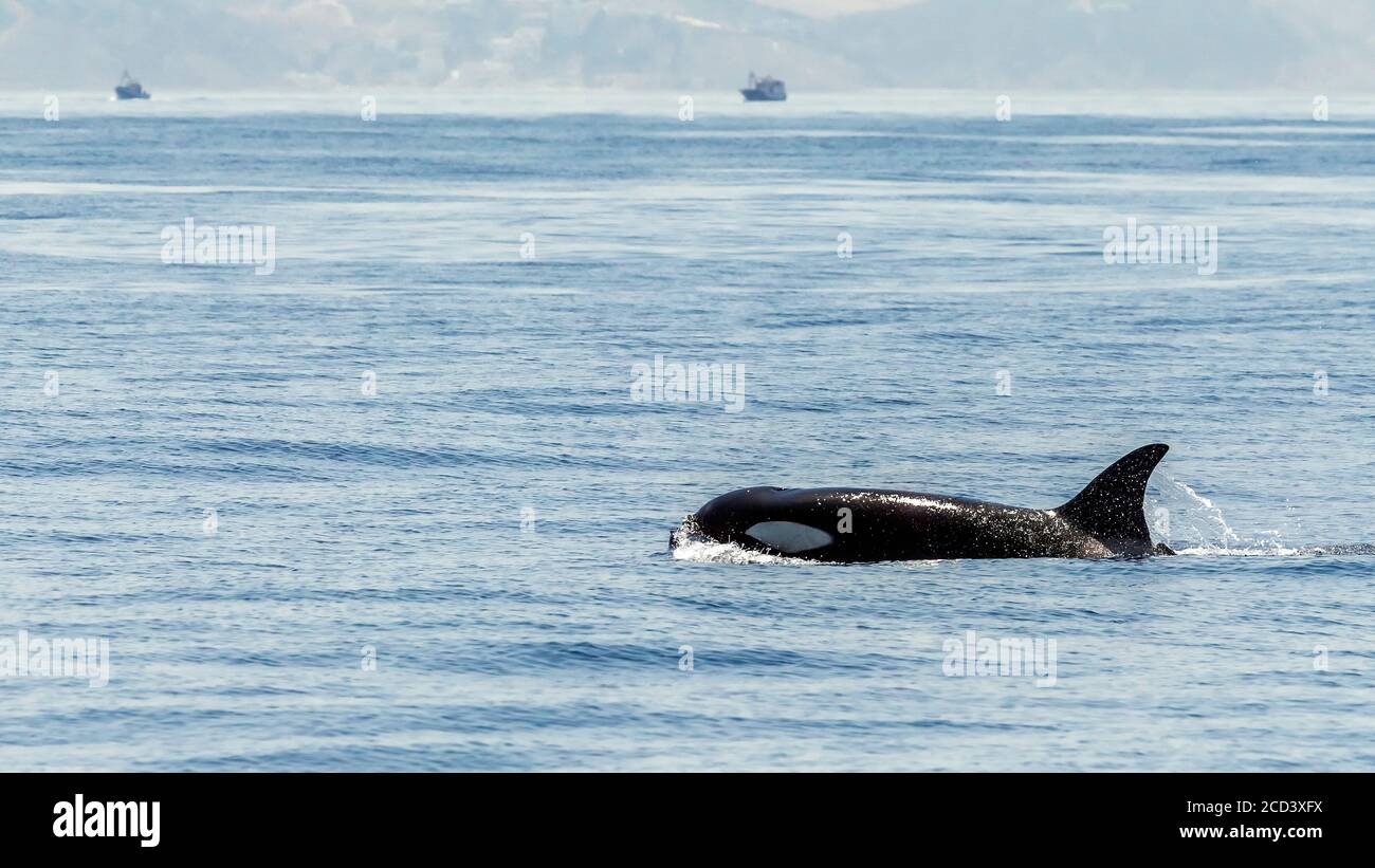 Killer Whale aka Orca (Orcinus orca) off Tarifa, Spain Stock Photo - Alamy