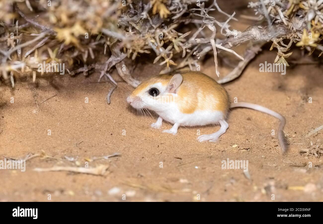 Lesser Egyptian Gerbil (Gerbillus gerbillus) sitting on sandy desert ...