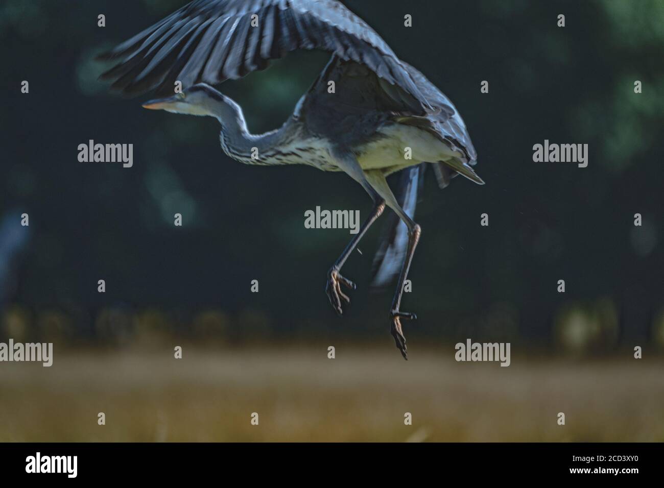 Hereon hi-res stock photography and images - Alamy