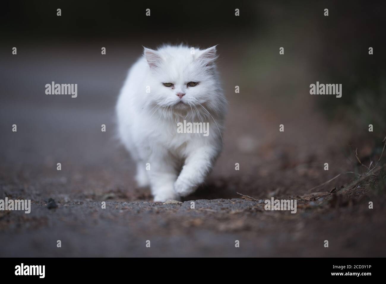 Cat Walking High Resolution Stock Photography and Images - Alamy