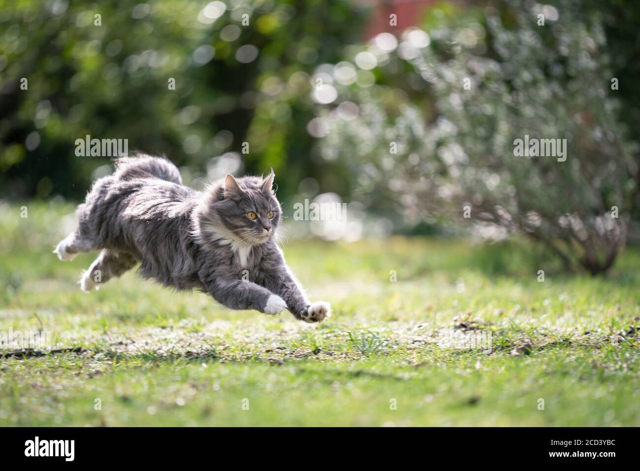 blue tabby maine coon cat running on meadow at high speed Stock Photo ...