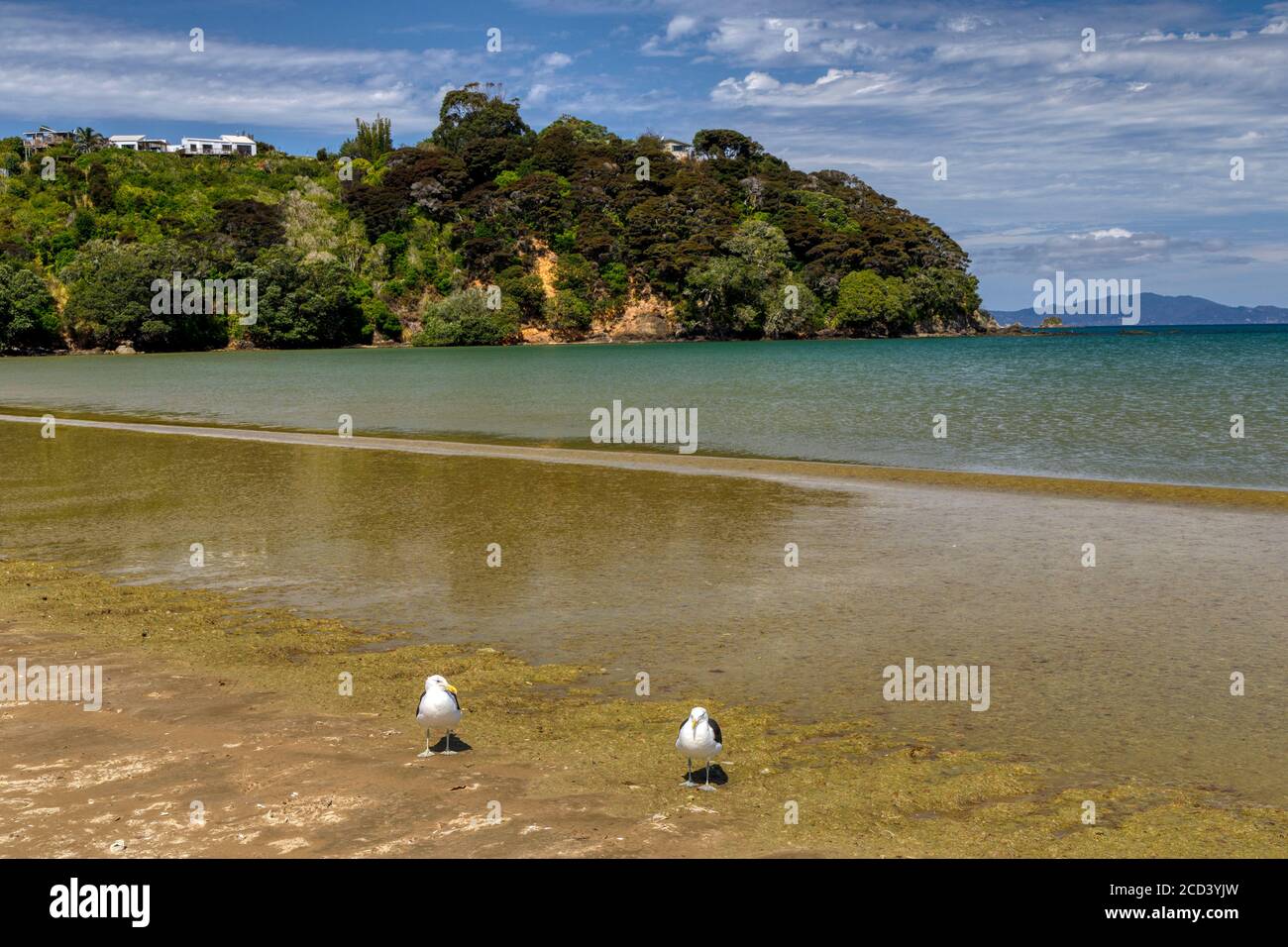 Karikari new zealand hi-res stock photography and images - Alamy