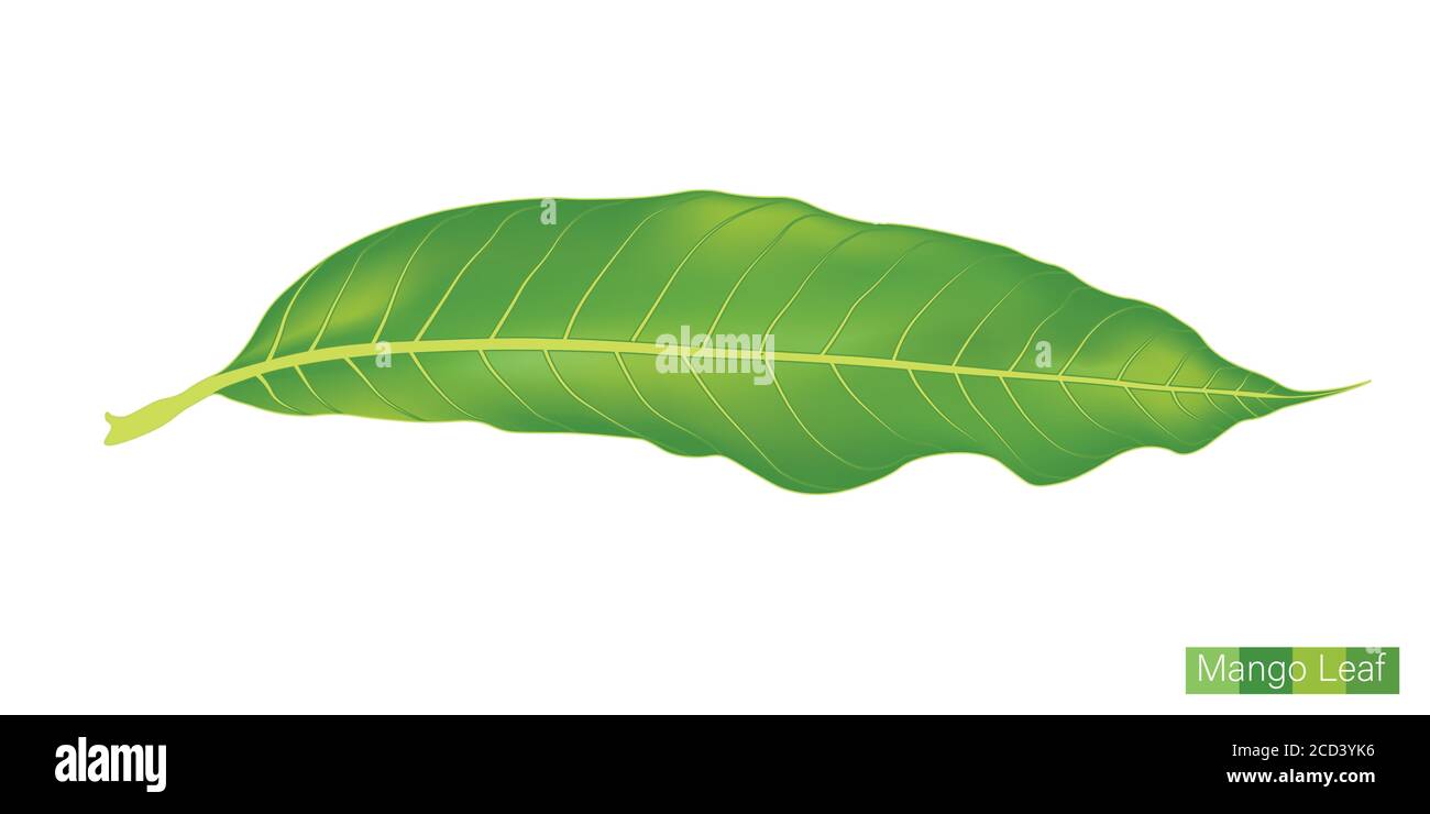 Mango Leaf Vector