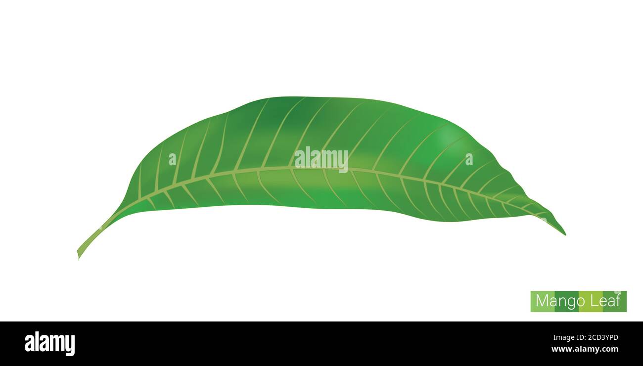 Mango Leaf Vector