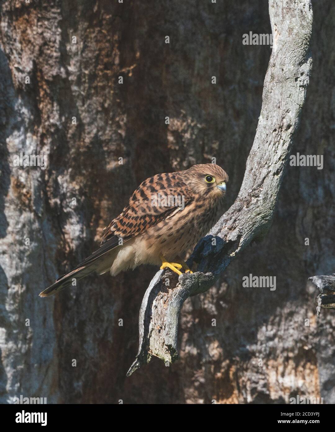 bird of prey kestrel perched Stock Photo - Alamy