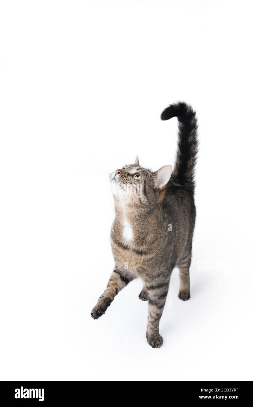 tabby cat begging for treats on white background Stock Photo - Alamy
