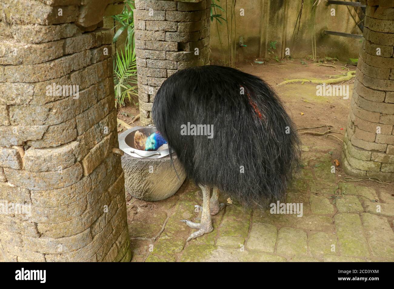 Cassowary eating hi-res stock photography and images - Alamy