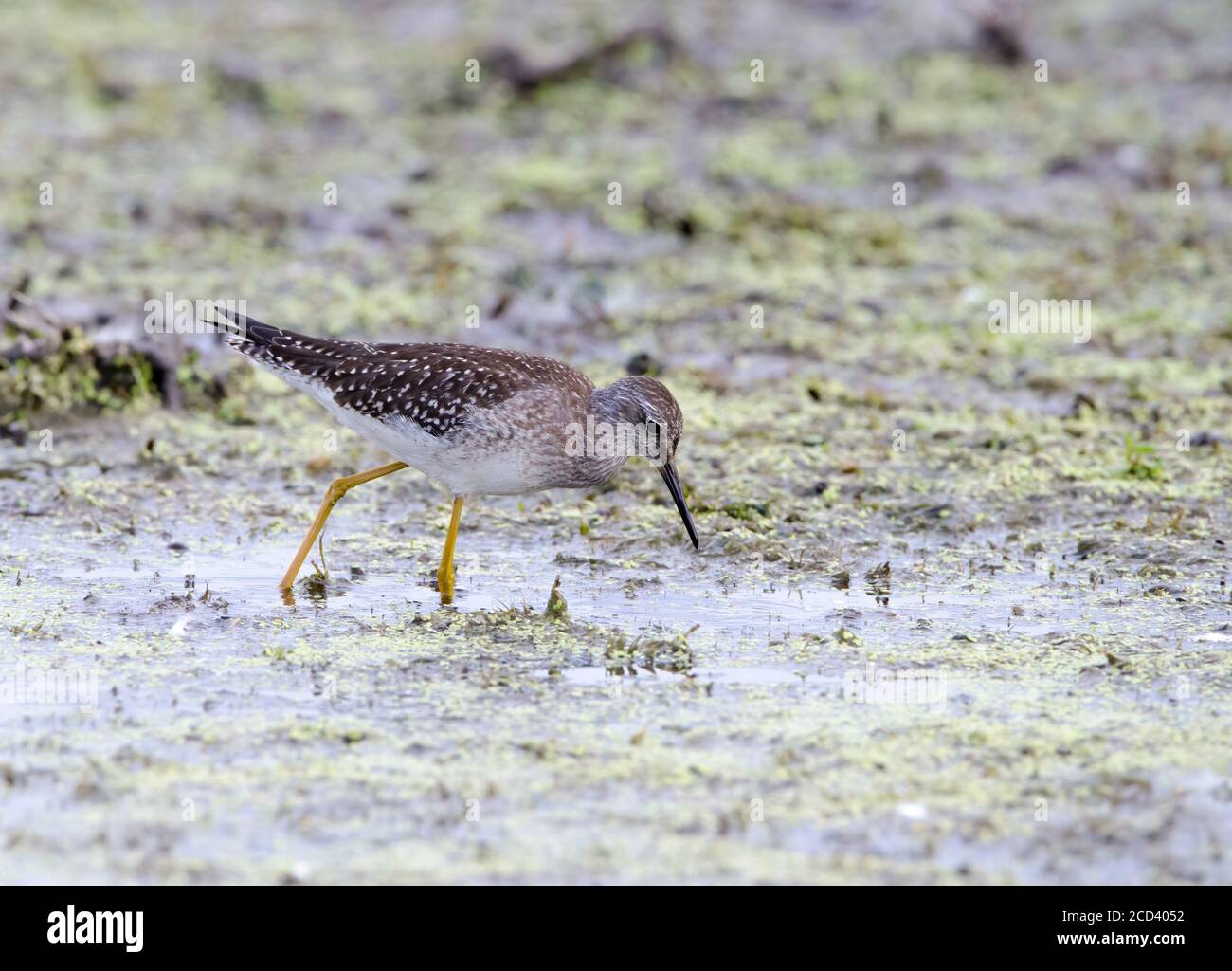 Lesser Yellowlegs (Tringa flavipes Stock Photo - Alamy