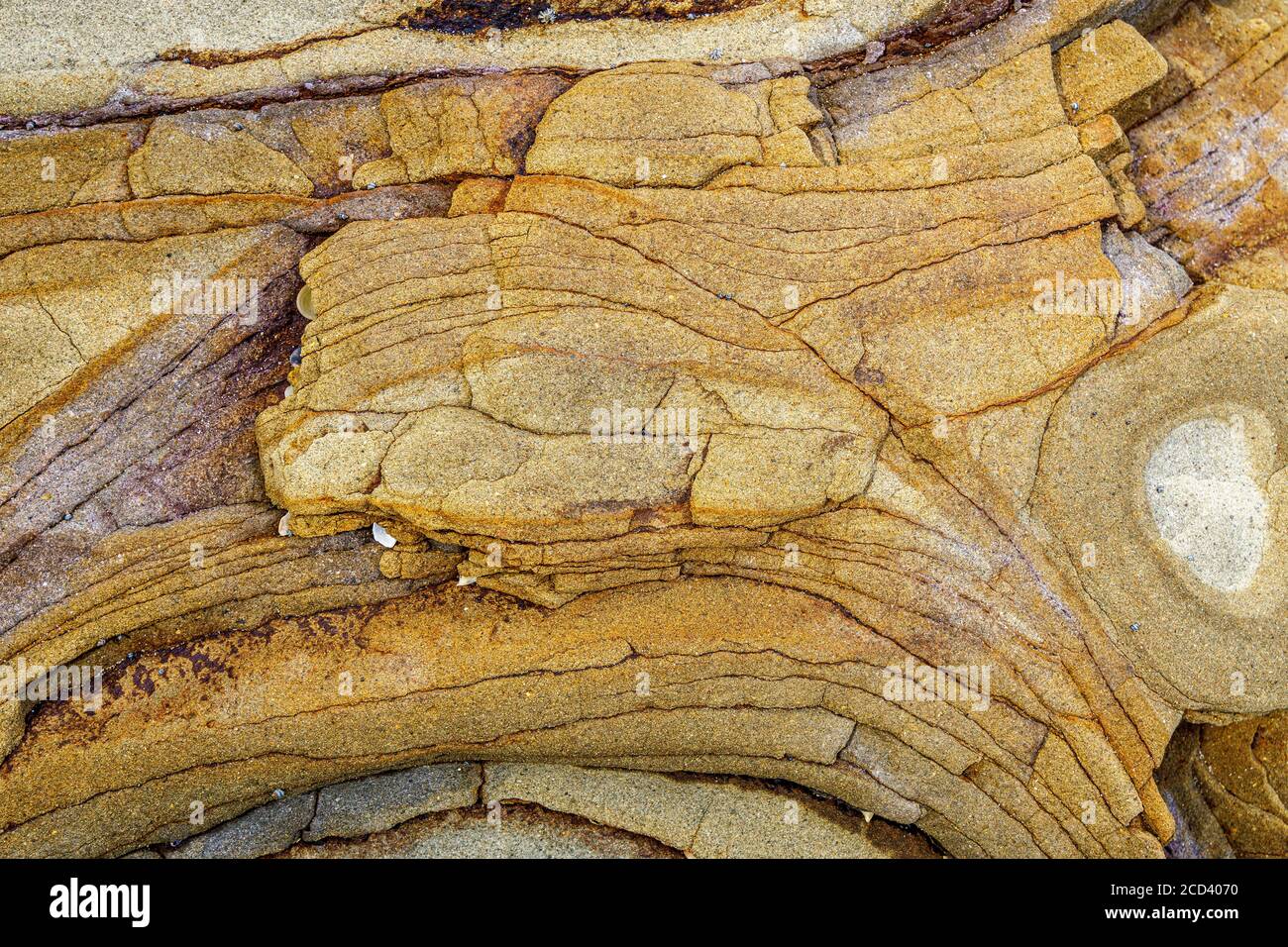 Close-up details of geological mud rock formations on Buckleton Beach ...