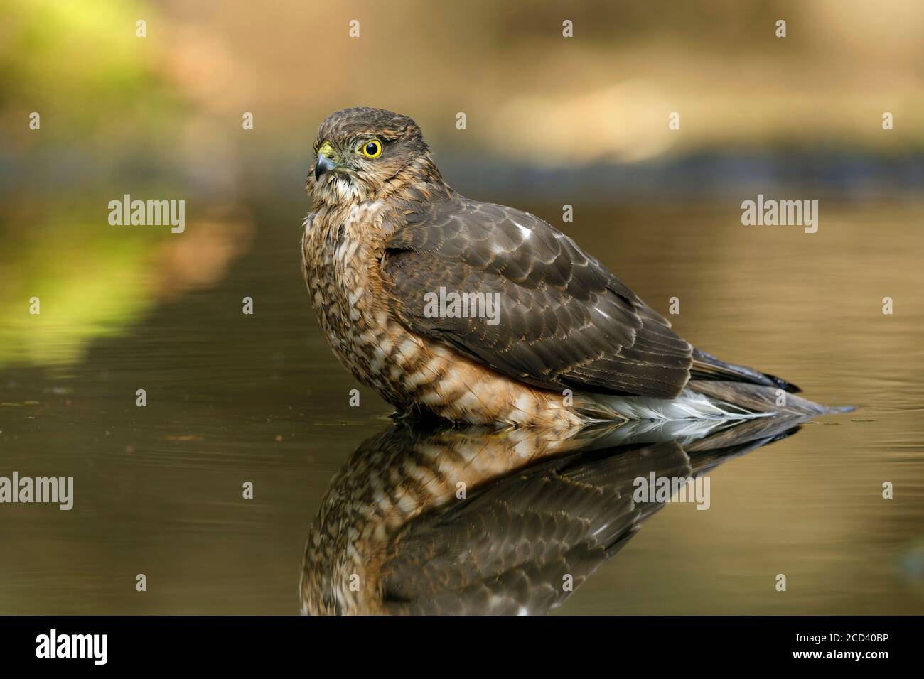 Immature Eurasian sparrowhawk (Accipiter nisus) taking a bath Stock ...