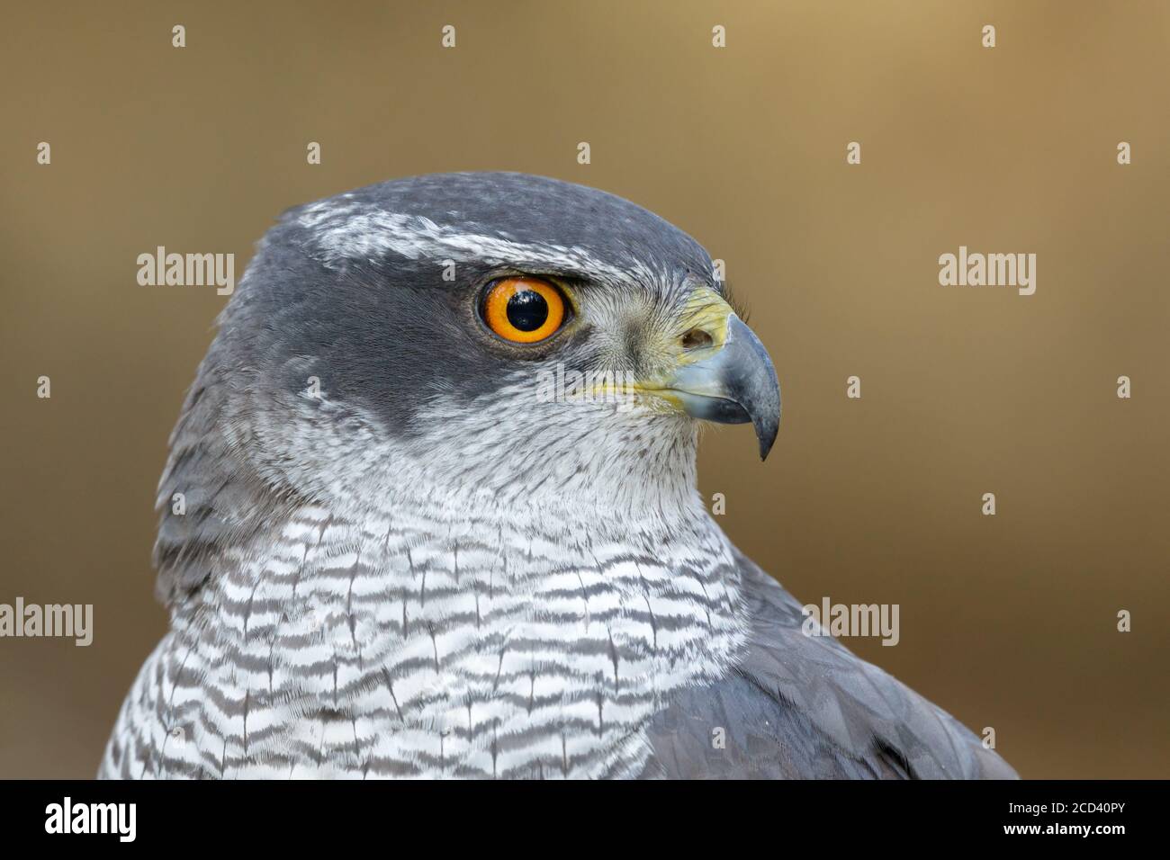 Northern goshawk (Accipiter gentilis) portret, a hawk with orange eyes ...