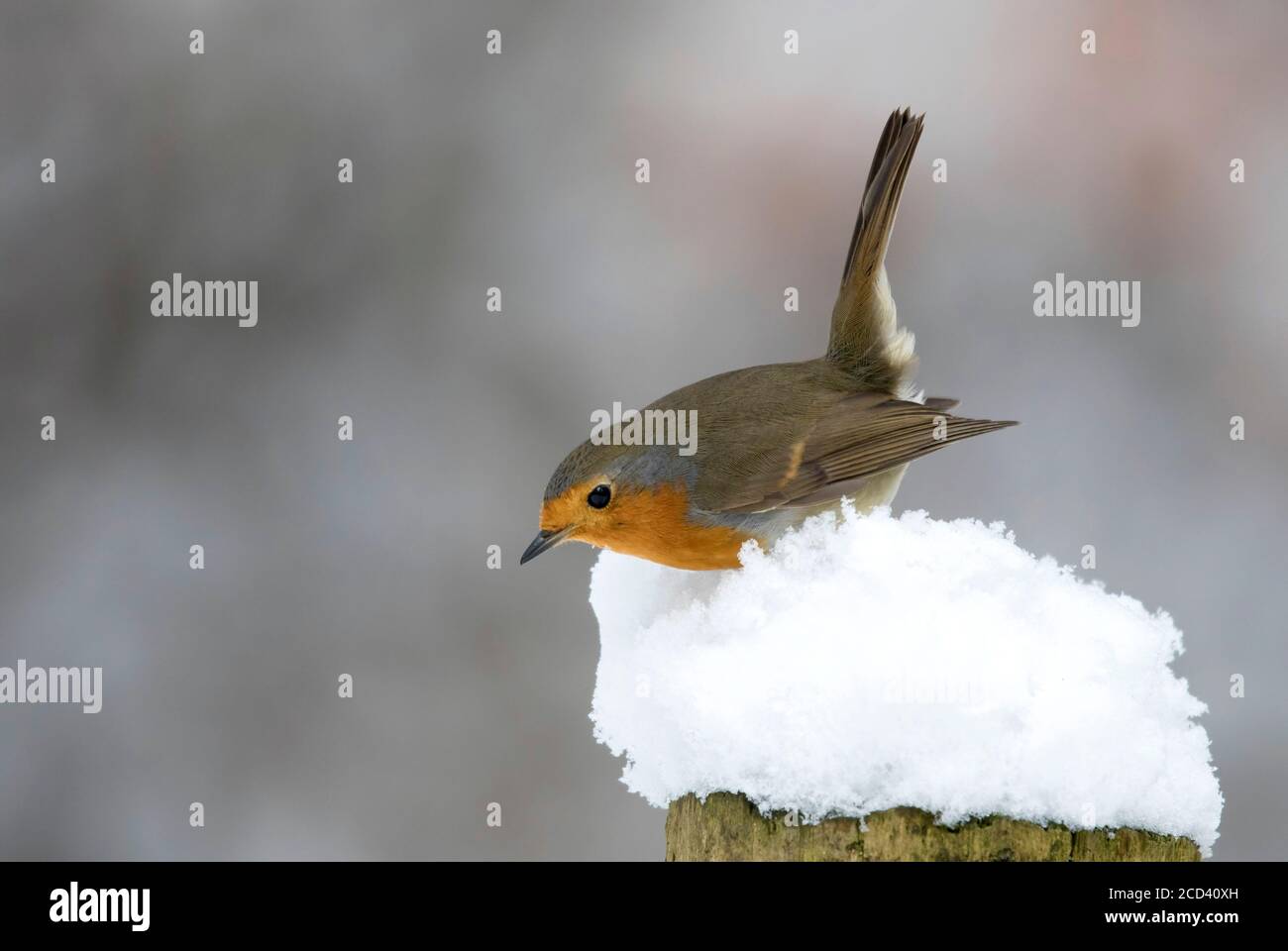 Robin on the pole hi-res stock photography and images - Alamy