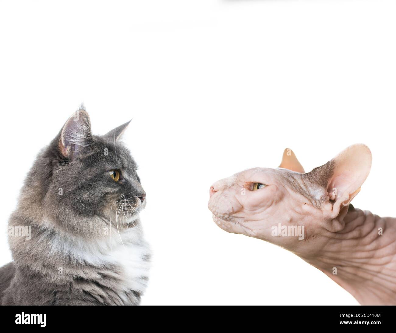 White Hairless Cat HD Hairless Cat Wallpapers | Peakpx