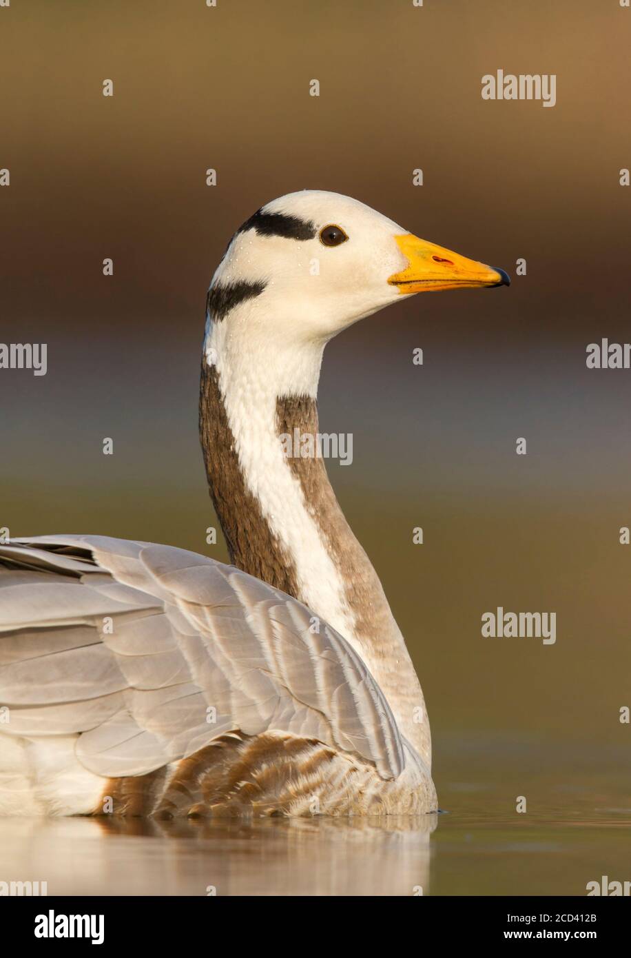 Shy goose hi-res stock photography and images - Alamy