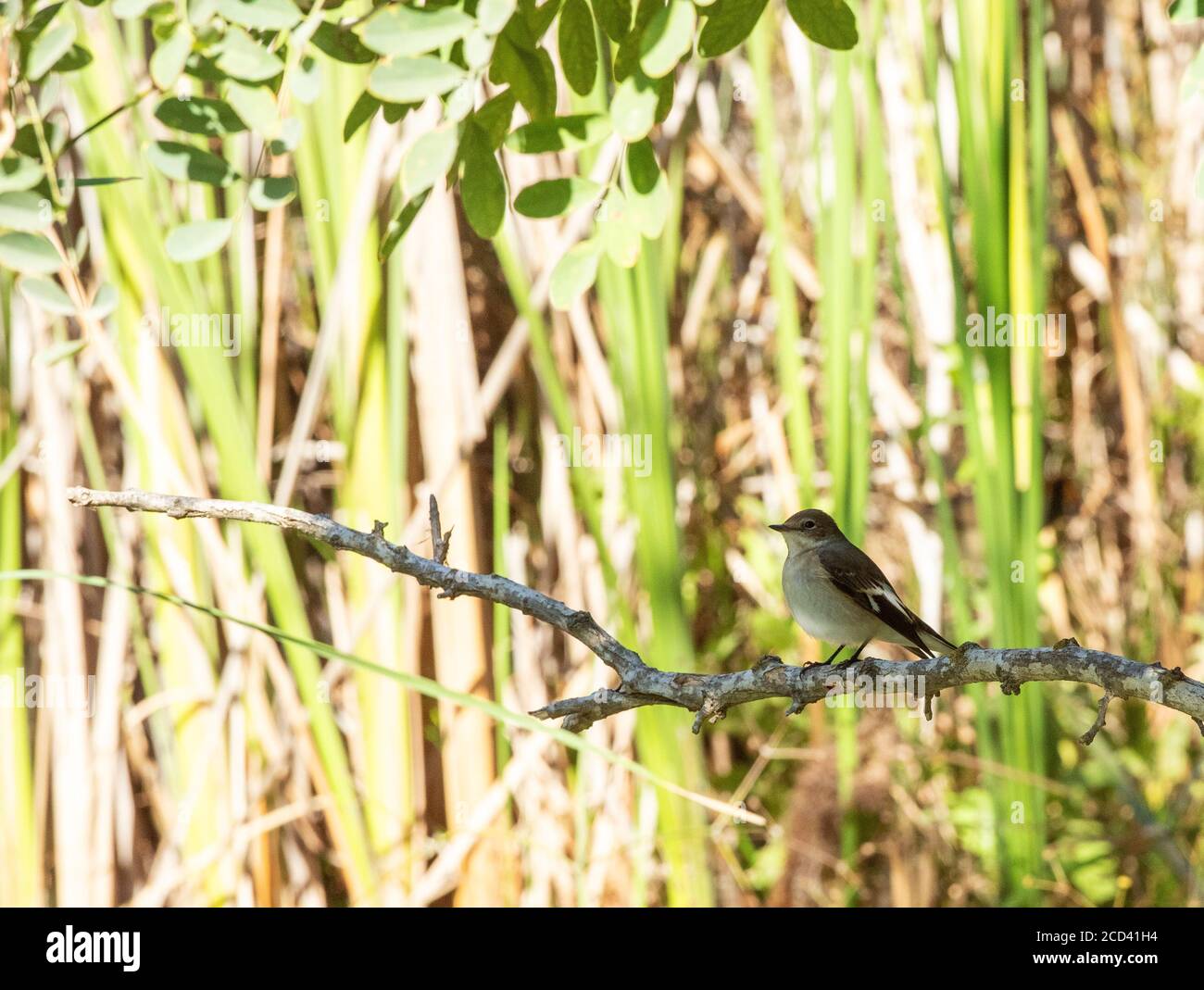 First-winter Collared Flycatcher (Ficedula albicollis) perched in ...