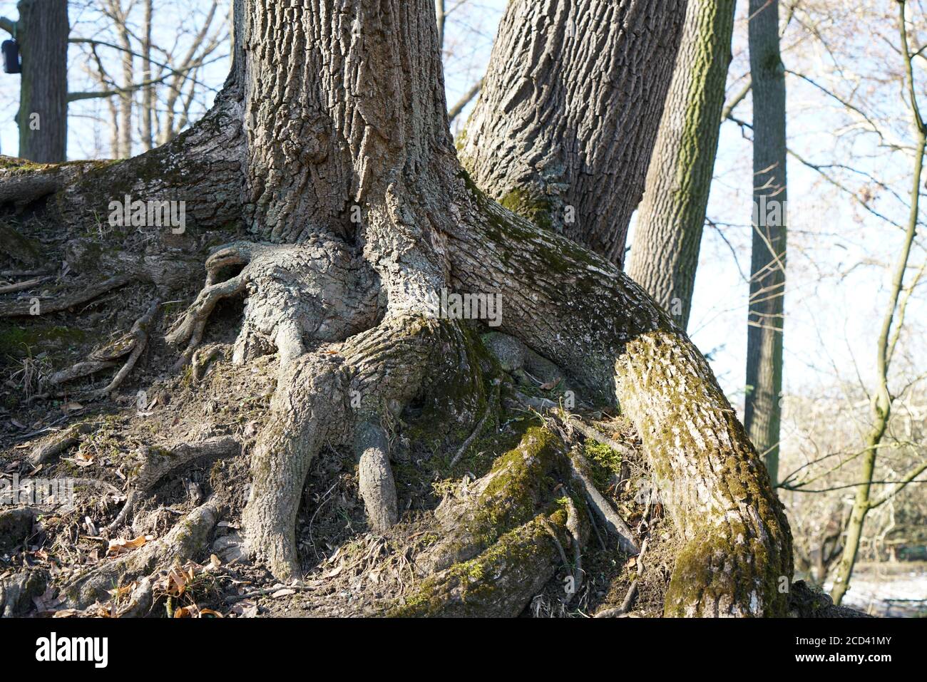 Closeup shot of tree roots Stock Photo - Alamy