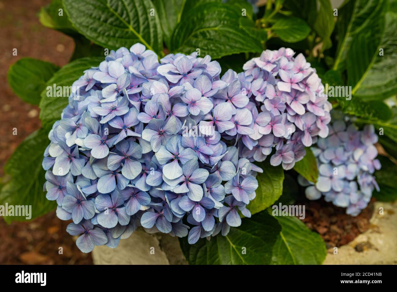 Blue hydrangea shrub hi-res stock photography and images - Alamy