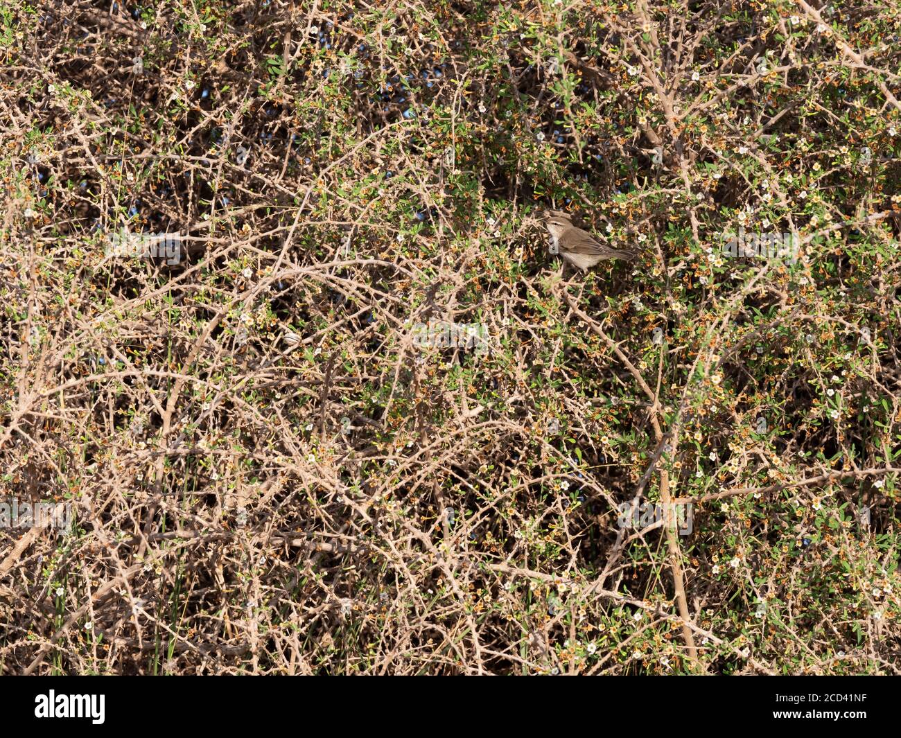 Yakutensis High Resolution Stock Photography and Images - Alamy