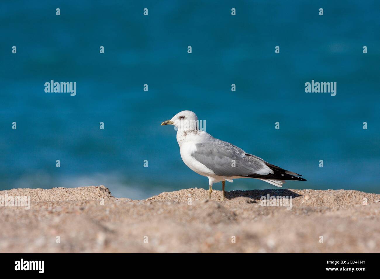 Russian perch hi-res stock photography and images - Alamy