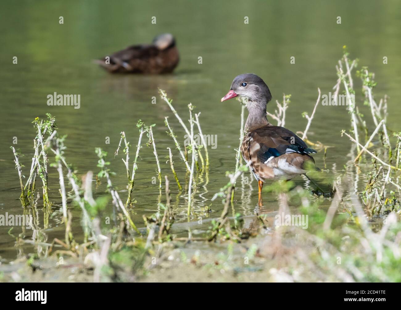 Juvenile duck hi-res stock photography and images - Alamy
