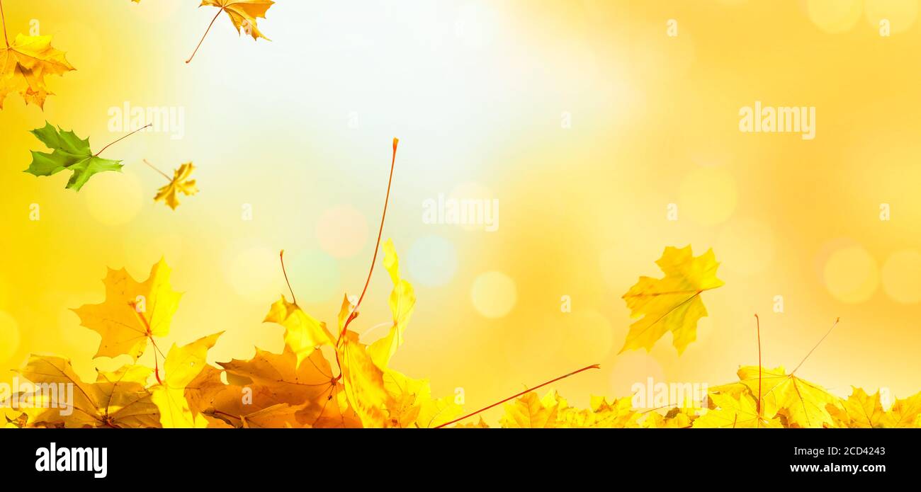 autumn fall flat lay, top view creative pattern arrangement Stock Photo ...